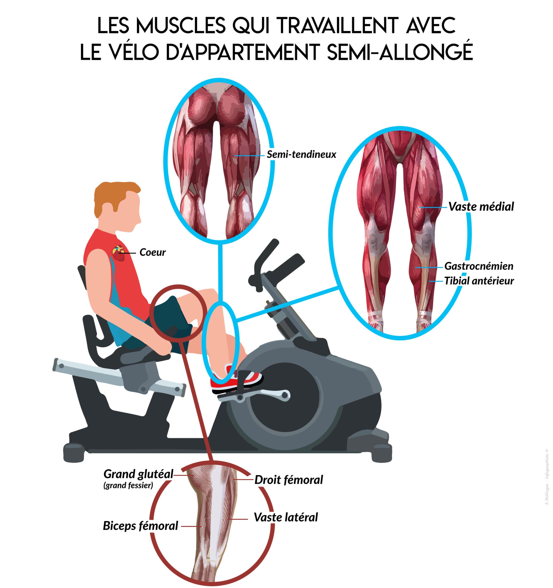 Le vélo d'appartement semi-allongé : quels muscles fait-il travailler